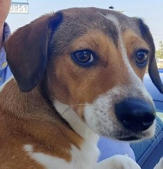 Northern California Beagle Rescue: Beagles Available for Adoption