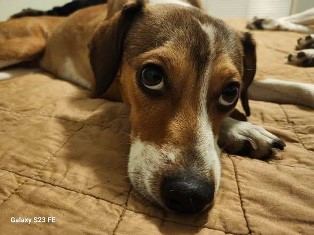 Northern California Beagle Rescue: Beagles Available for Adoption