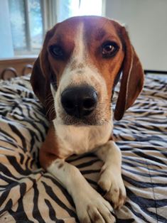 Northern California Beagle Rescue: Beagles Available for Adoption