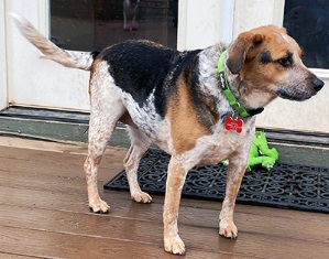 Northern California Beagle Rescue: Beagles Available for Adoption