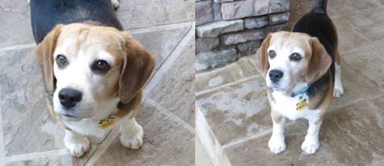 Northern California Beagle Rescue: Beagles Available for Adoption