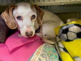 Northern California Beagle Rescue: Beagles Available for Adoption