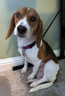 Northern California Beagle Rescue: Beagles Available for Adoption