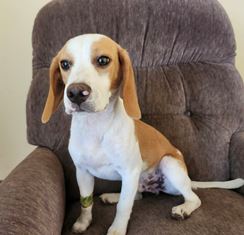 Northern California Beagle Rescue: Beagles Available for Adoption