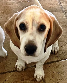 Northern California Beagle Rescue: Beagles Available for Adoption