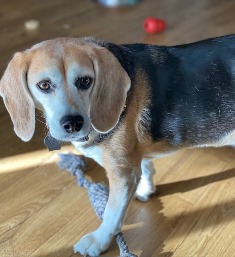 Northern California Beagle Rescue: Beagles Available for Adoption