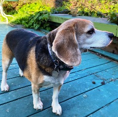 Northern California Beagle Rescue: Beagles Available for Adoption