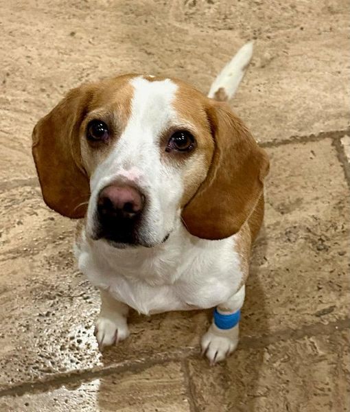 Northern California Beagle Rescue: Beagles Available for Adoption