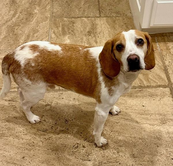 Northern California Beagle Rescue: Beagles Available for Adoption